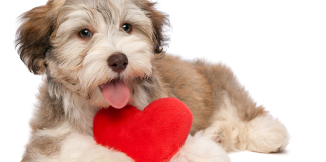 Another reason to {heart} pets – Holistic Pet Journal