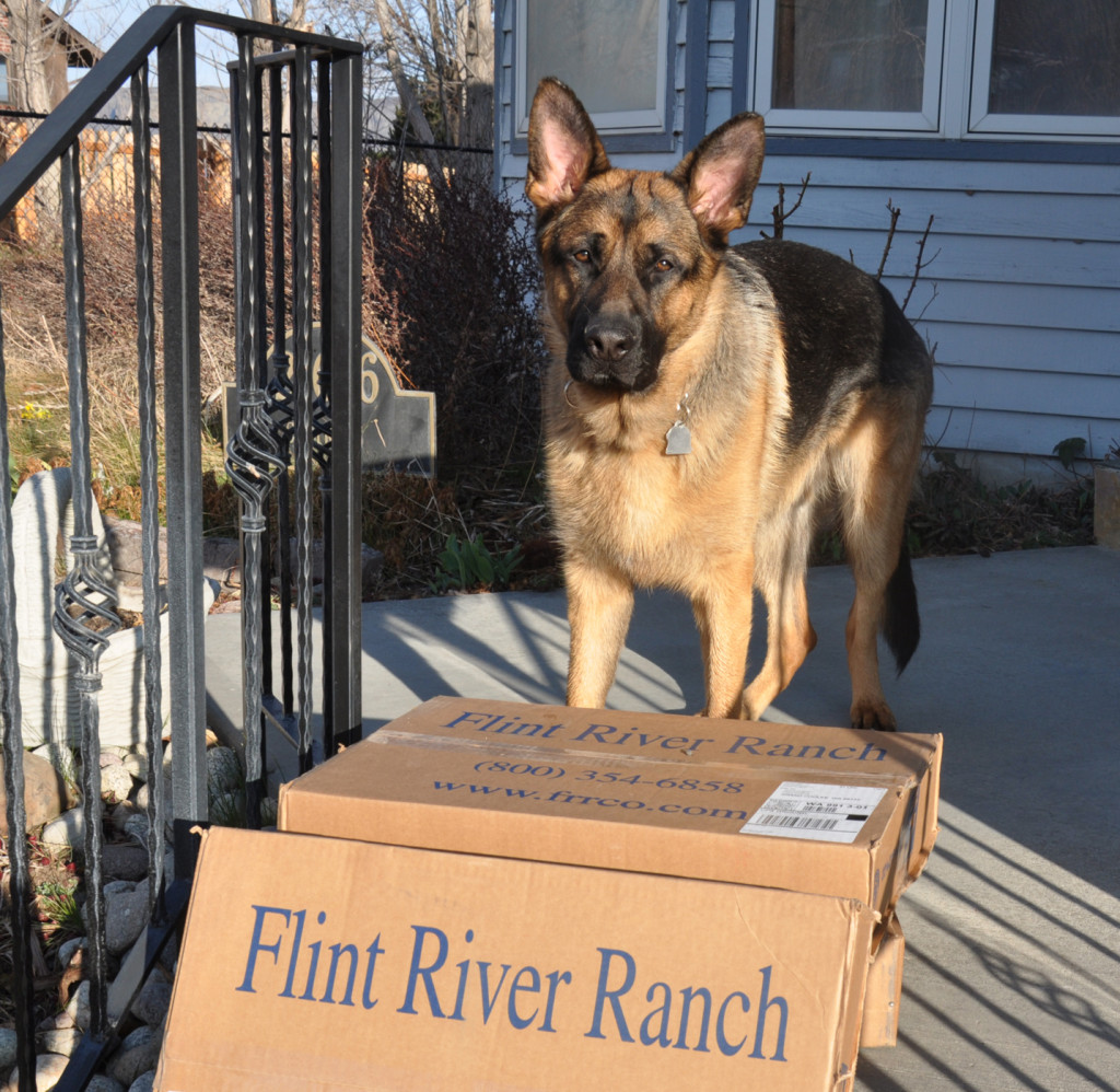 Bronte watching his food! – Holistic Pet Journal