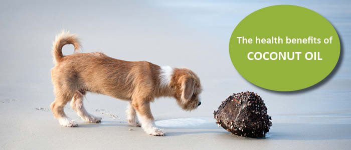 The Health Benefits Of Coconut Oil For Dogs – Holistic Pet Journal