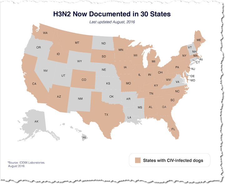 Canine Flu: What Should You Be Afraid Of? – Holistic Pet Journal