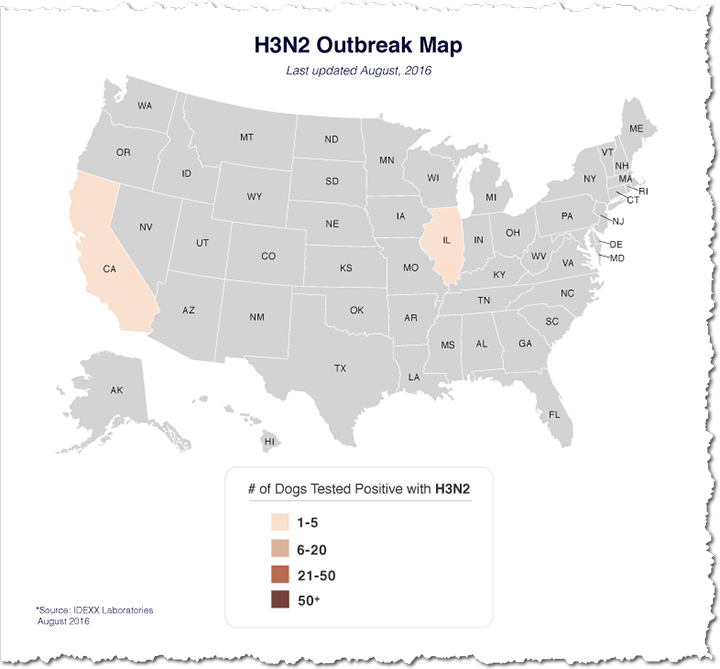 Canine Flu: What Should You Be Afraid Of? – Holistic Pet Journal