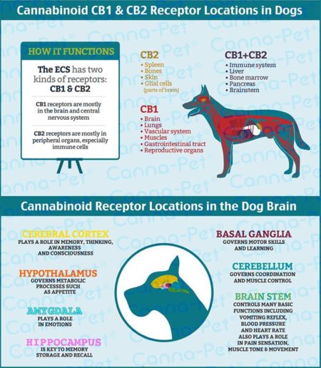 Cannabinoid CB1 & CB2 Receptor Locations in Dogs – Holistic Pet Journal